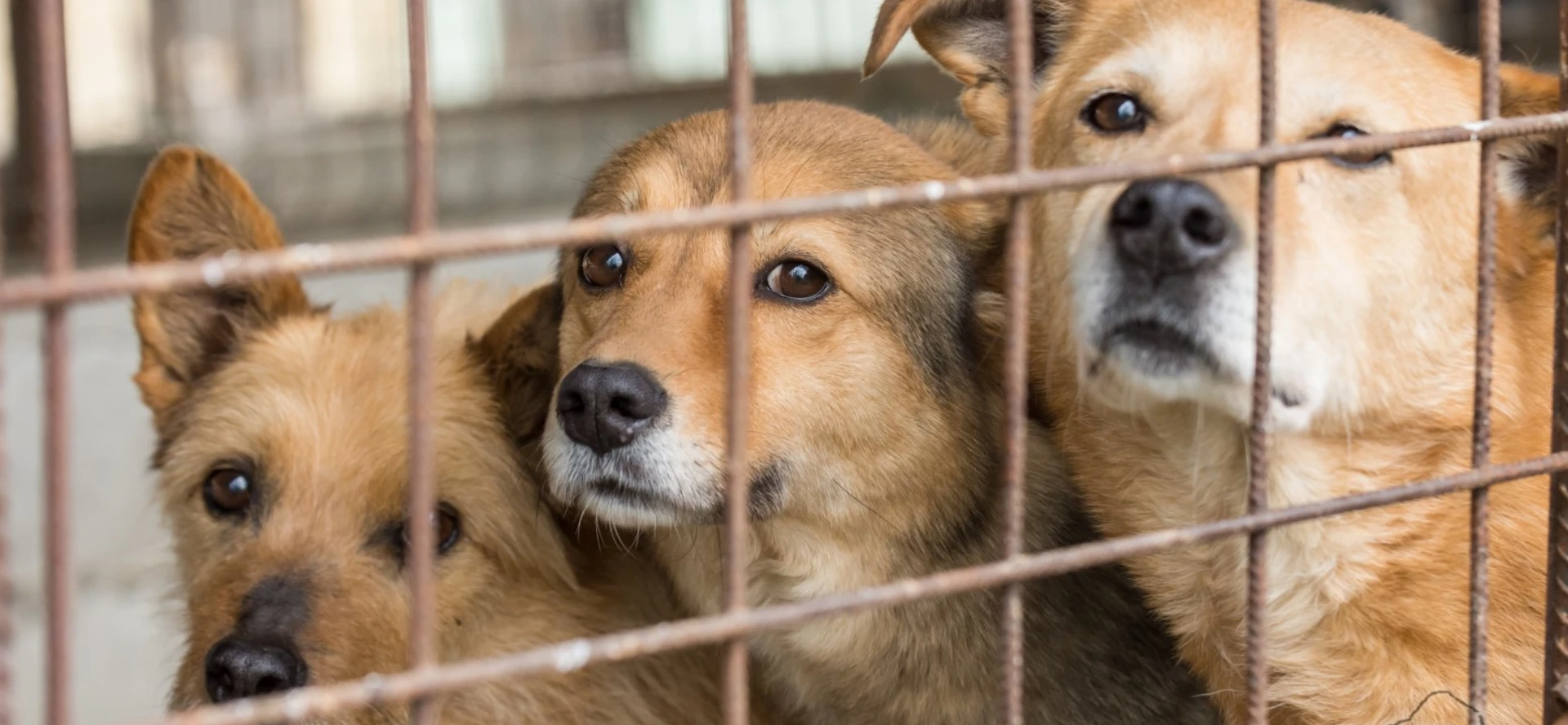 Speranța Dog Shelter | The Home of Hope for Romania's Dogs