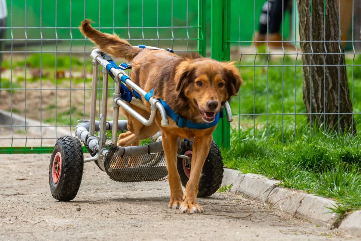 Paraplegic Dogs | Donate to help care for paralysed dogs