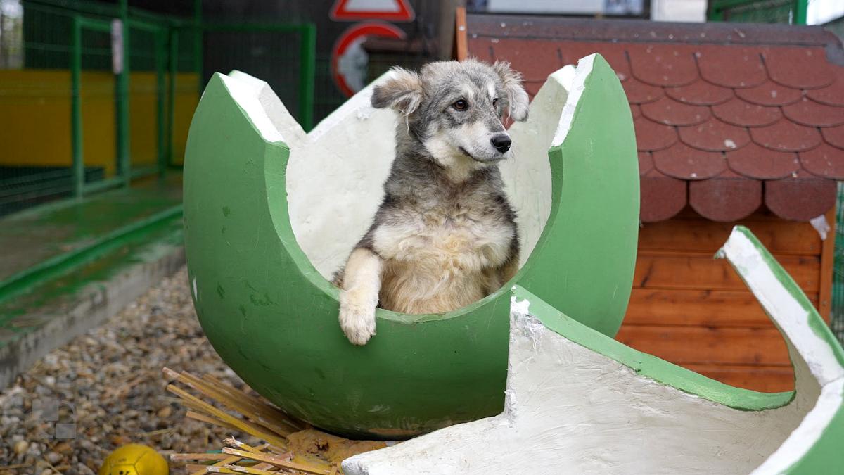Albano | Paraplegic Dog at Speranța Shelter